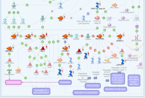 Unravelling the PI3K-mTOR pathway - Pamgene